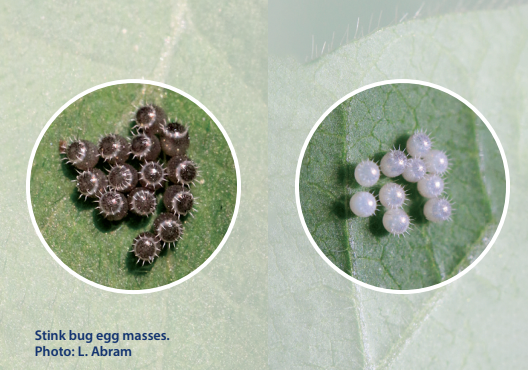 Brown Marmorated Stink Bug Egg Hunt | Fraser Valley Invasive Species Society
